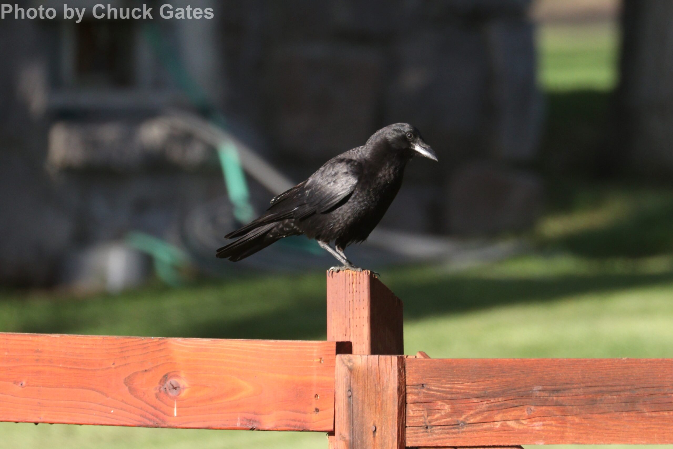 American Crow - East Cascades Bird Alliance