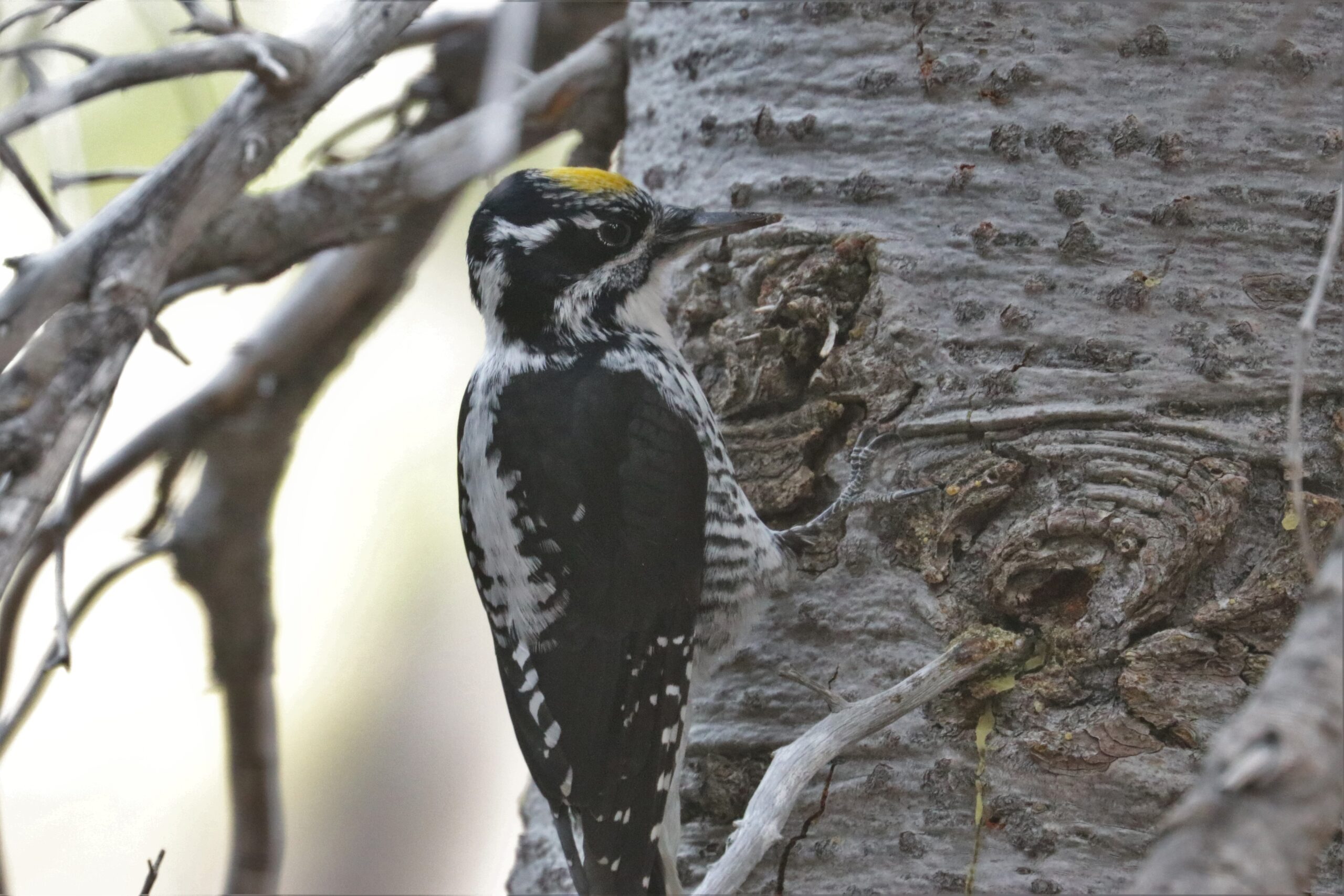 American Three-toed Woodpecker - East Cascades Bird Alliance