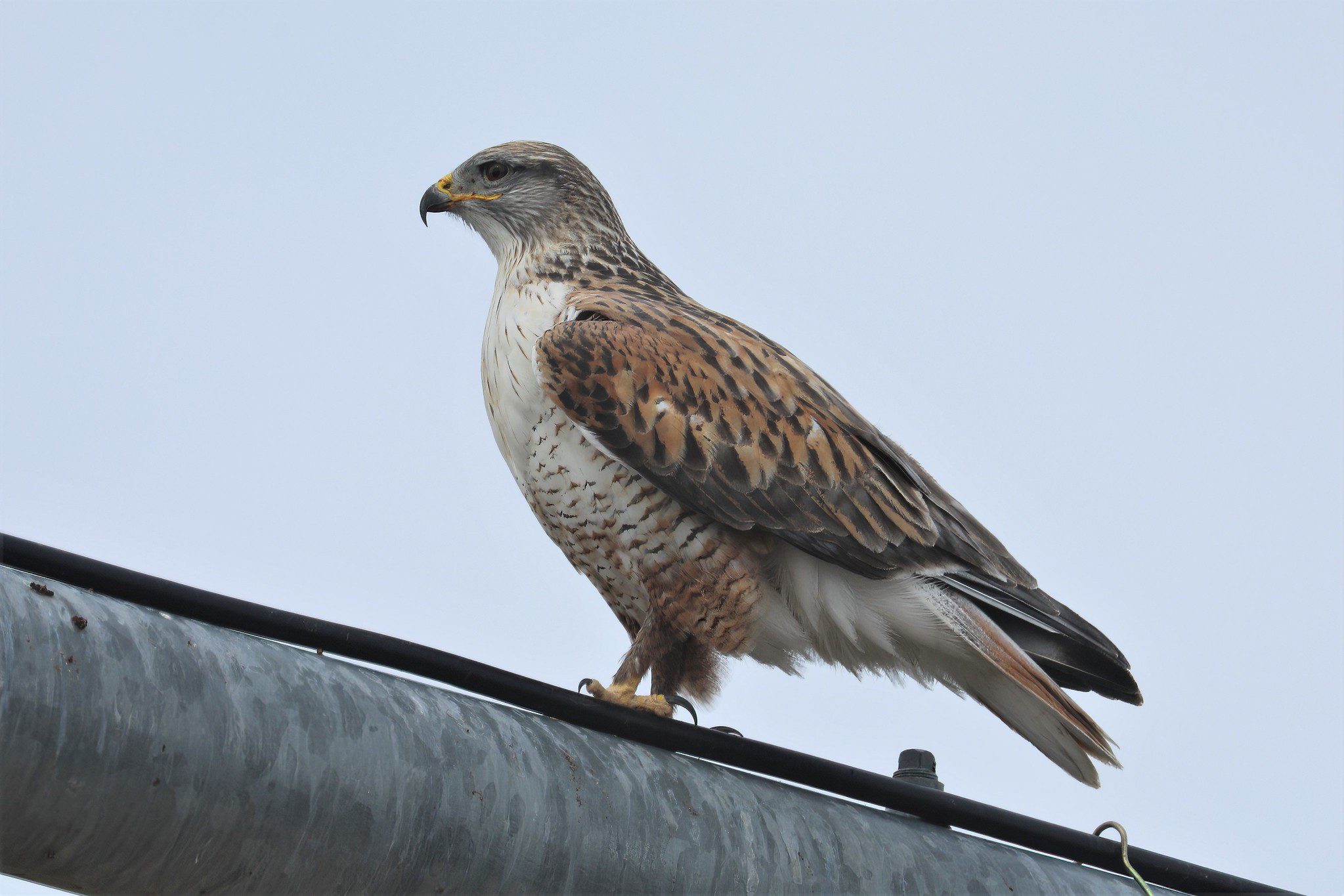 Winter Raptor Surveys - East Cascades Bird Alliance