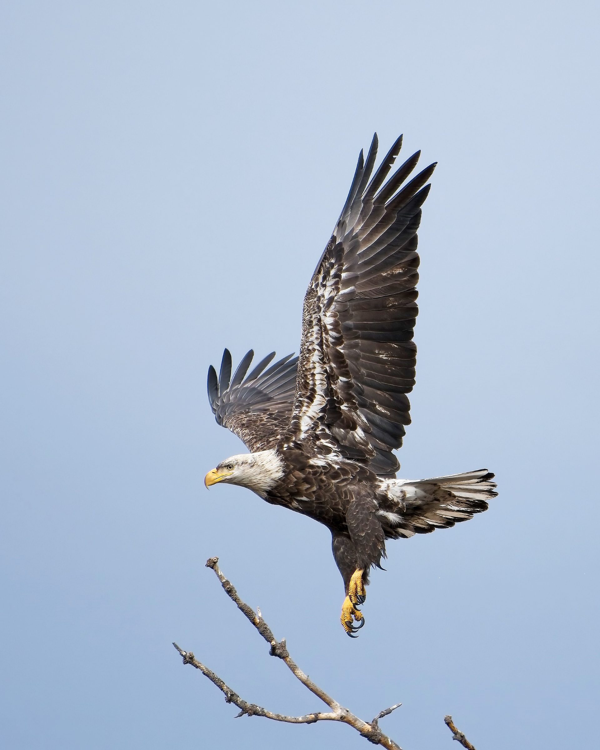 Winter Raptor Surveys - East Cascades Bird Alliance