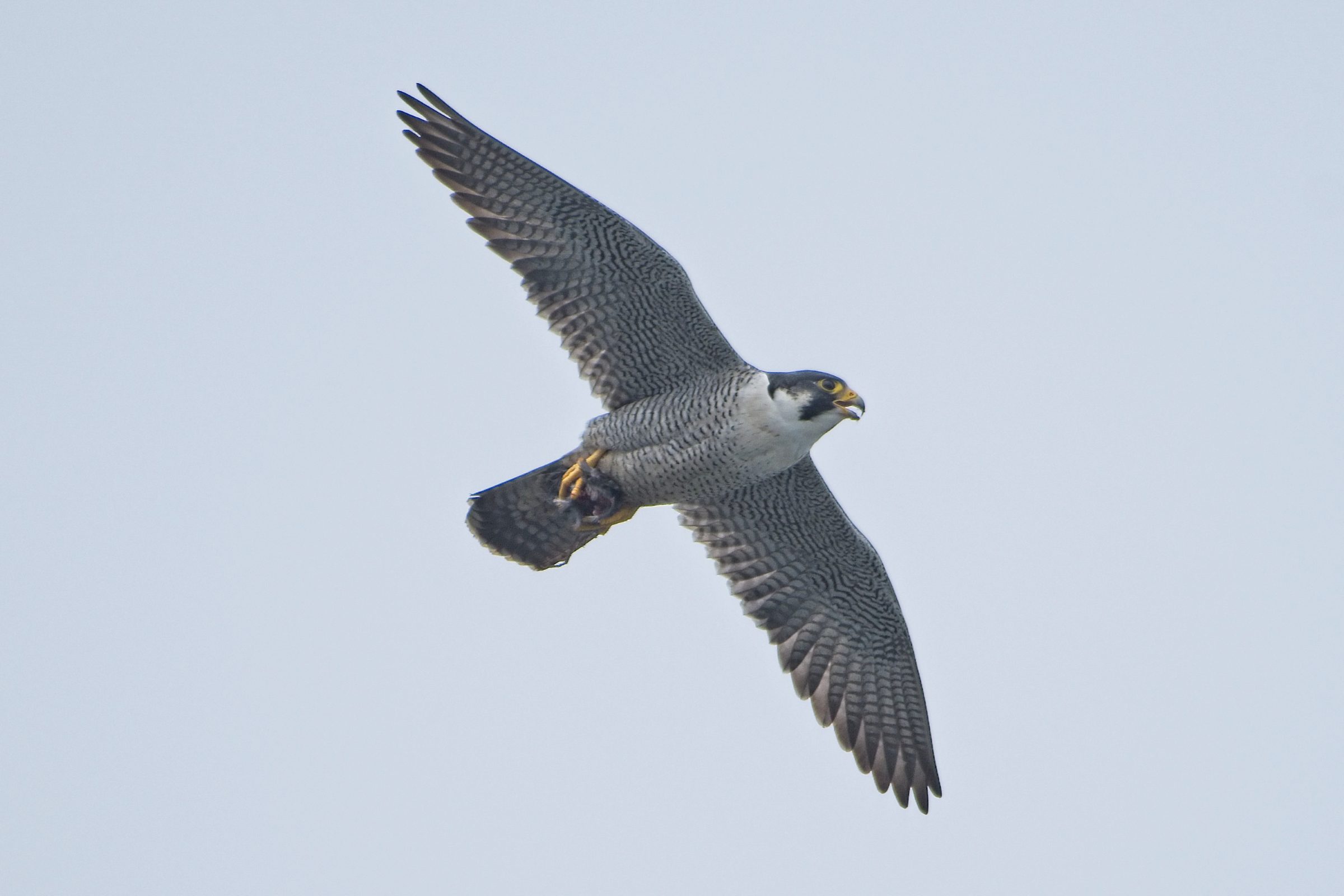 Winter Raptor Surveys - East Cascades Bird Alliance